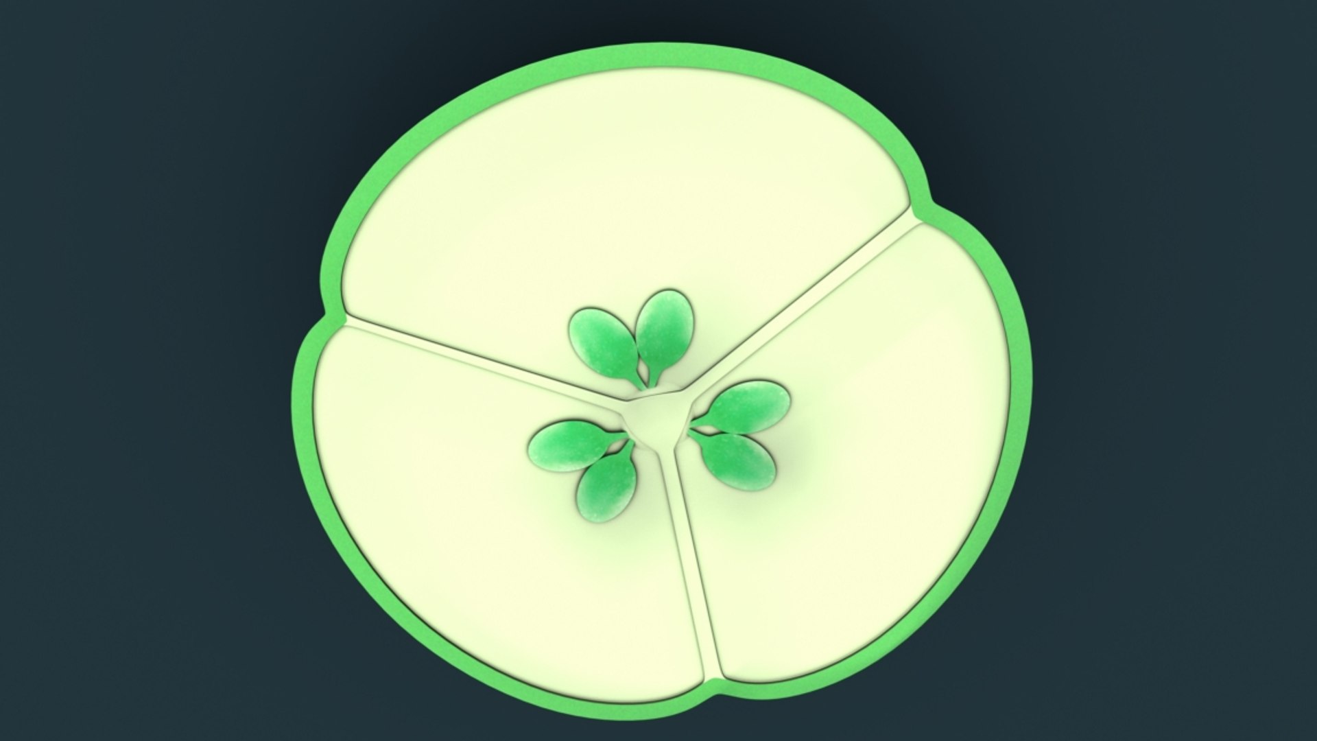 3D Trilocular Ovary - TurboSquid 1264420