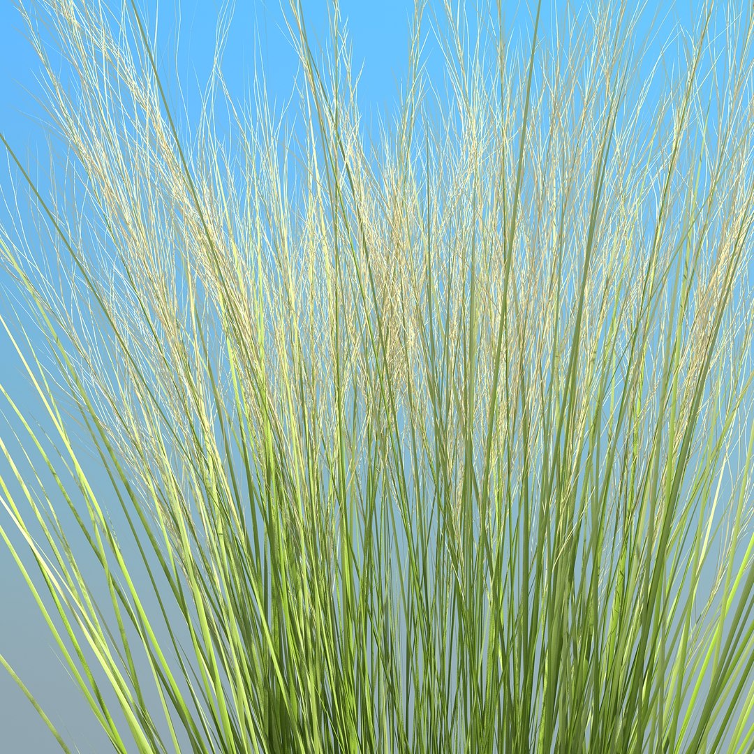3D 2 grass model - TurboSquid 1287361