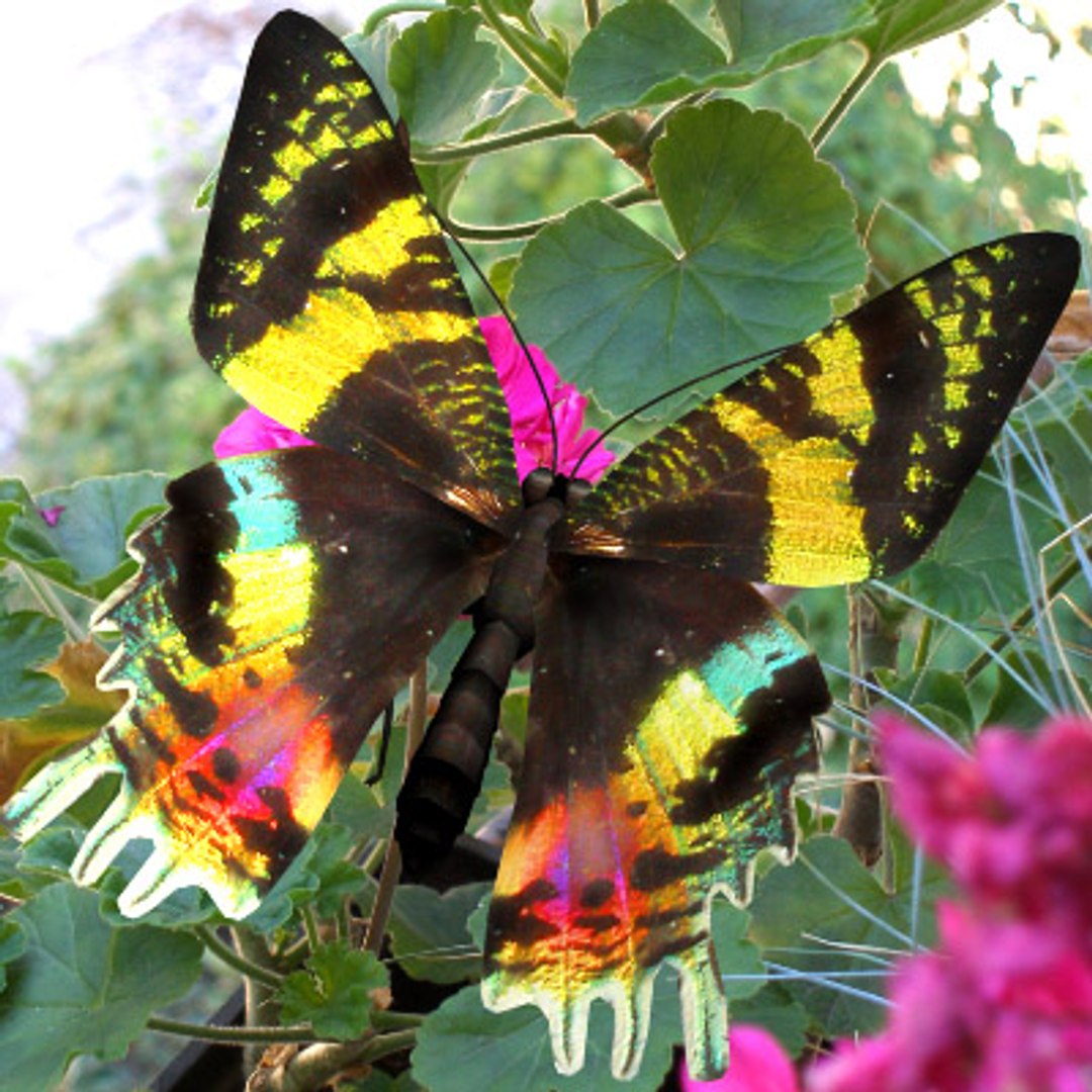 3d model butterfly butt