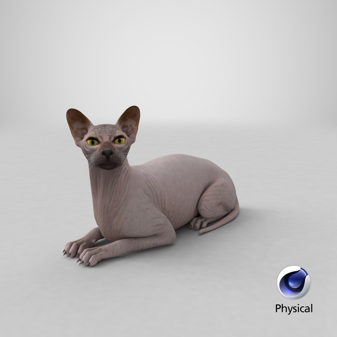 3D dark cream sphynx cat - TurboSquid 1646321