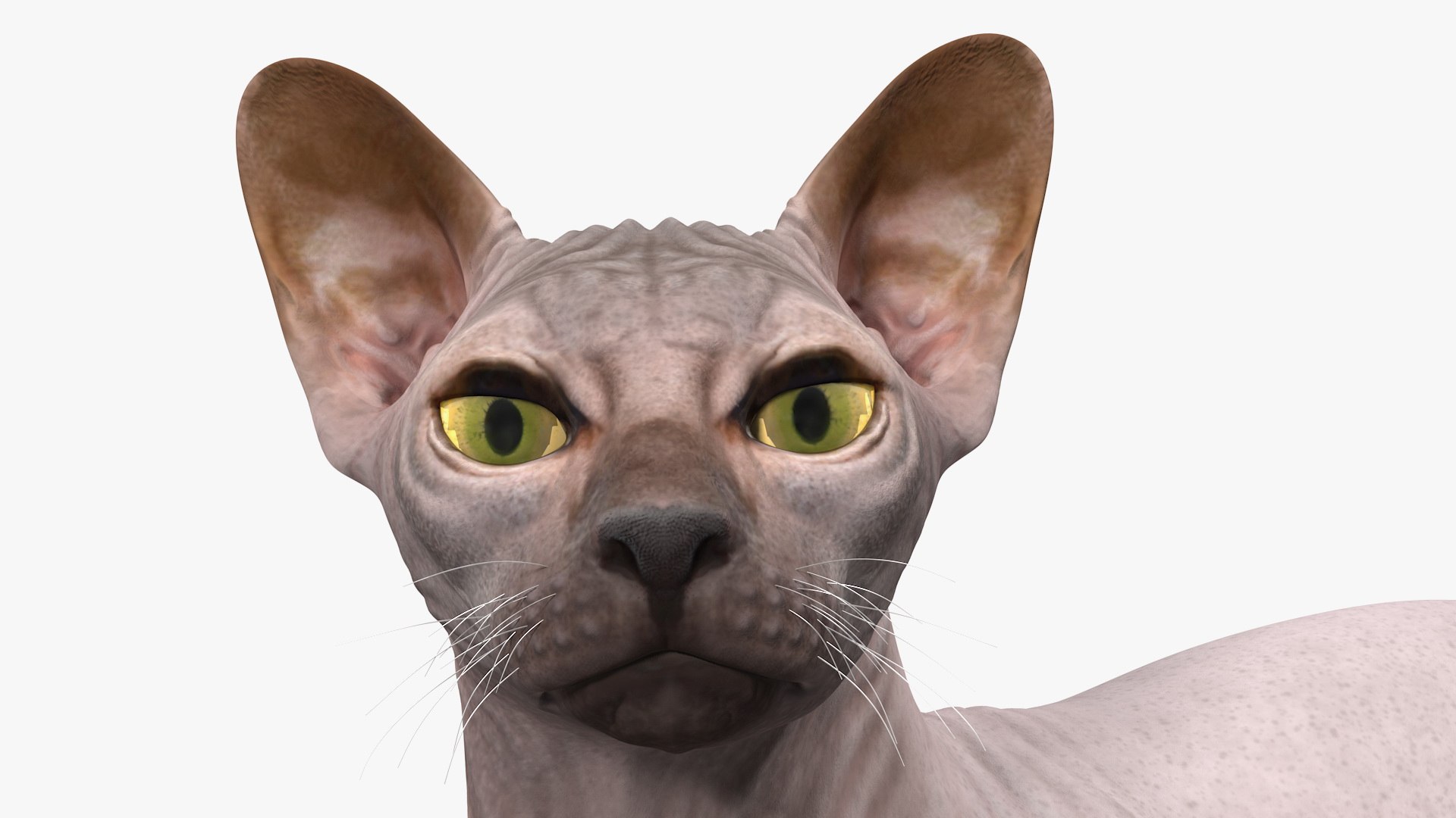 3D Dark Cream Sphynx Cat - TurboSquid 1646321