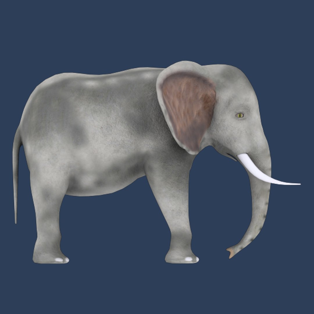 Max Elephant