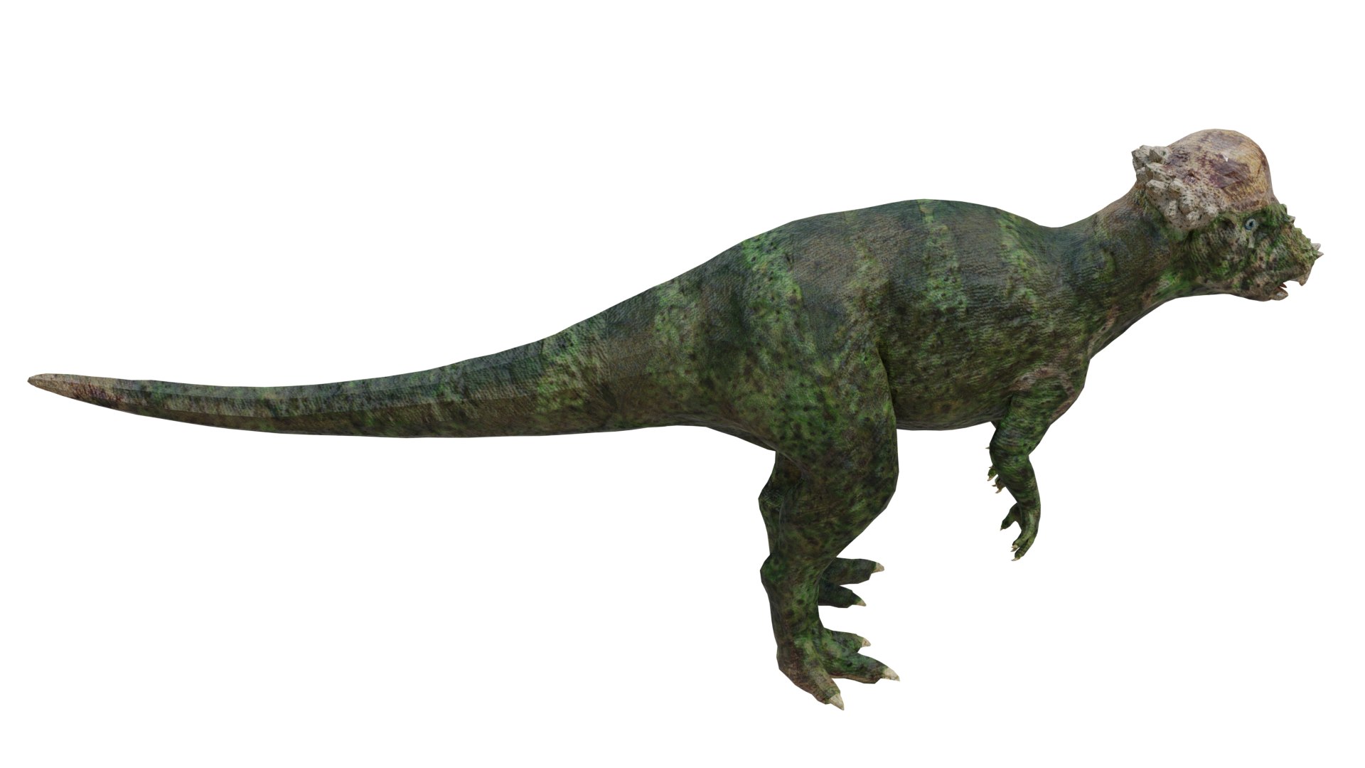 Pachycephalosaurus Model - TurboSquid 1986135