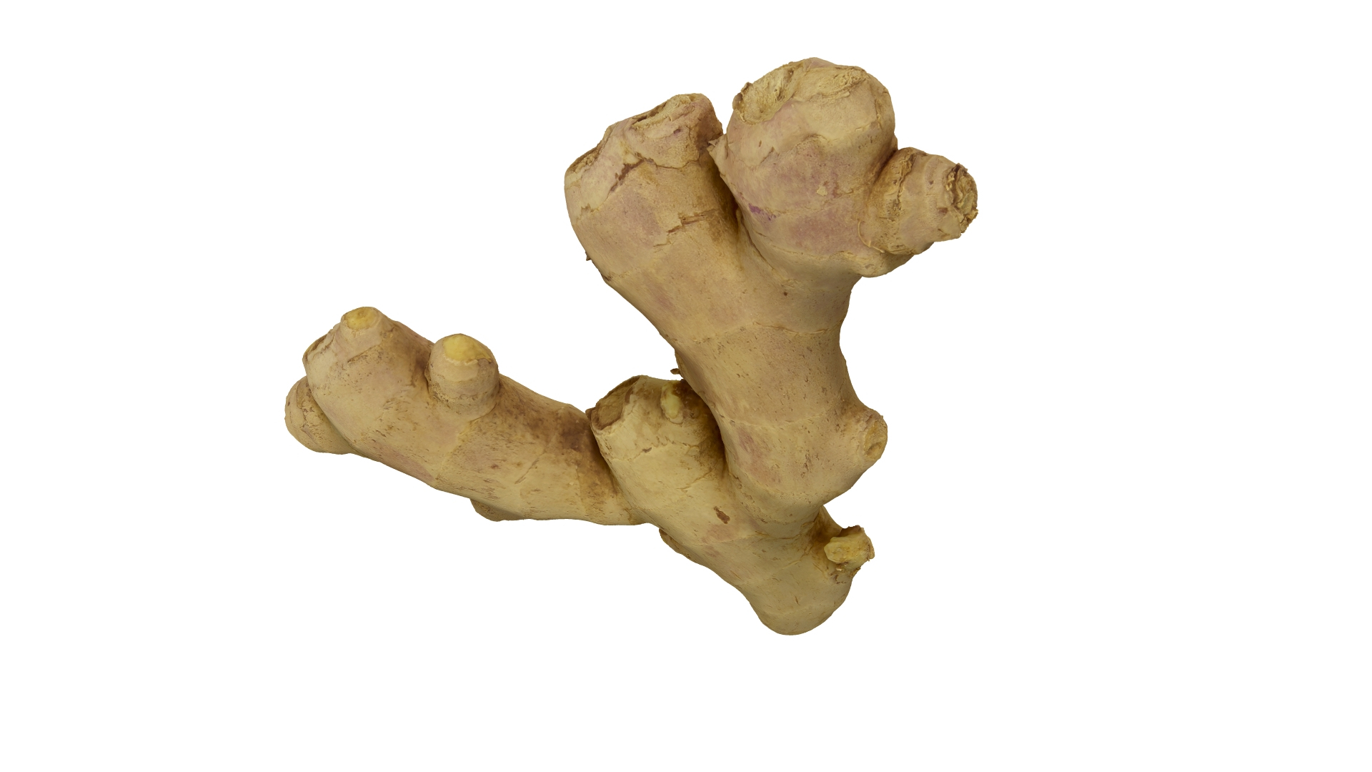 3D Fresh Ginger Root - Extreme Definition 3D Scanned - TurboSquid 1734096