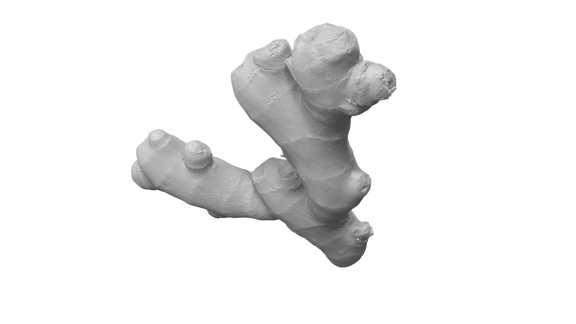 3D Fresh Ginger Root - Extreme Definition 3D Scanned - TurboSquid 1734096