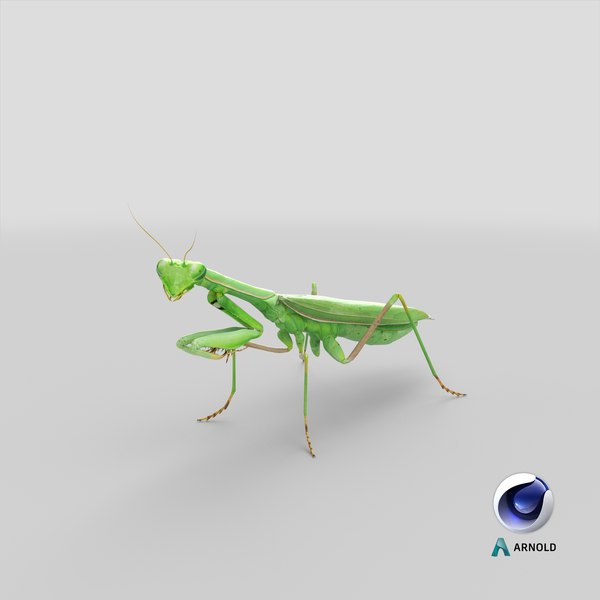 3D model mantis religiosa large hemimetabolic - TurboSquid 1258131
