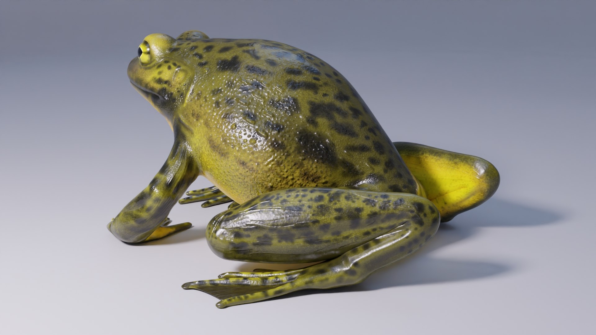 3D Goliath Bullfrog - Animated model - TurboSquid 1767338