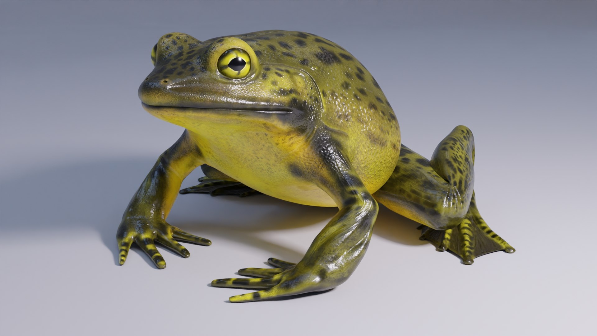 3D Goliath Bullfrog - Animated model - TurboSquid 1767338