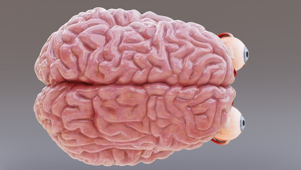 modelo 3d Ojos con cerebro - Anatomía de Vison - TurboSquid 2226287