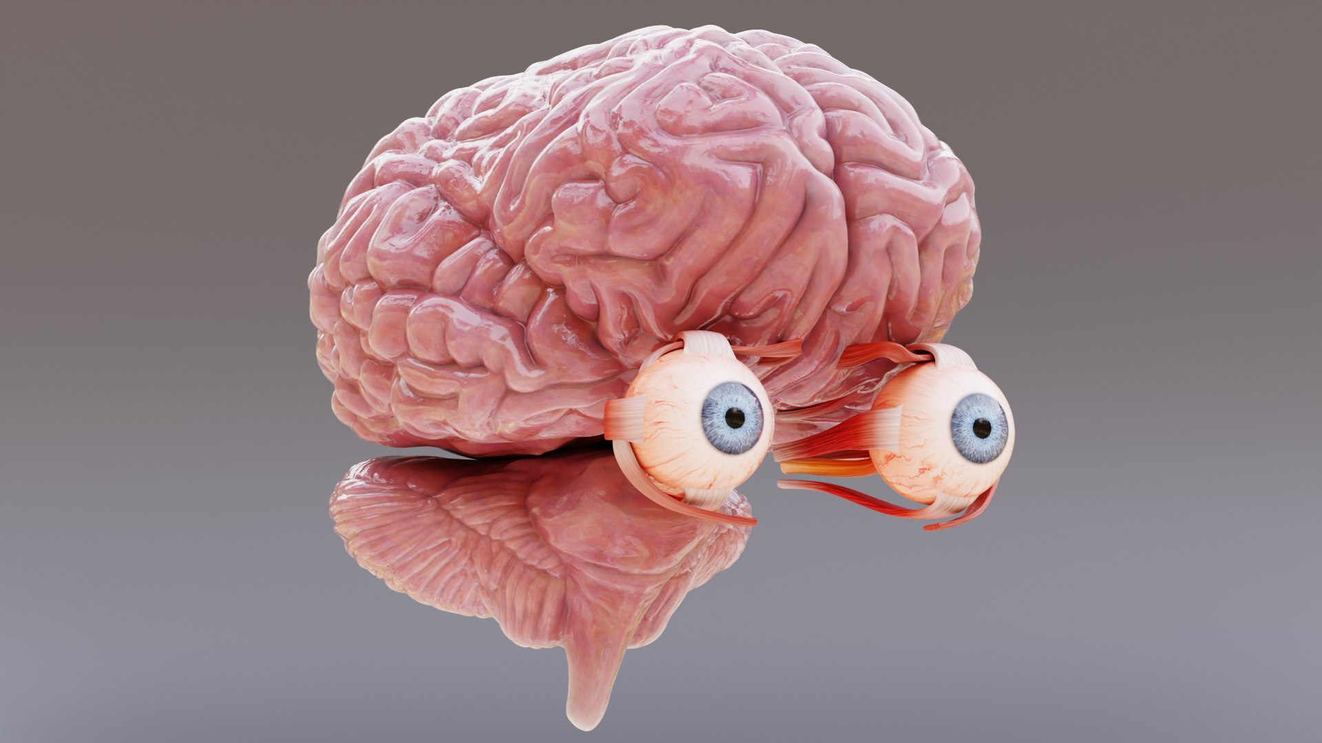 Eyes With Brain - Vison Anatomy 3D - TurboSquid 2226287