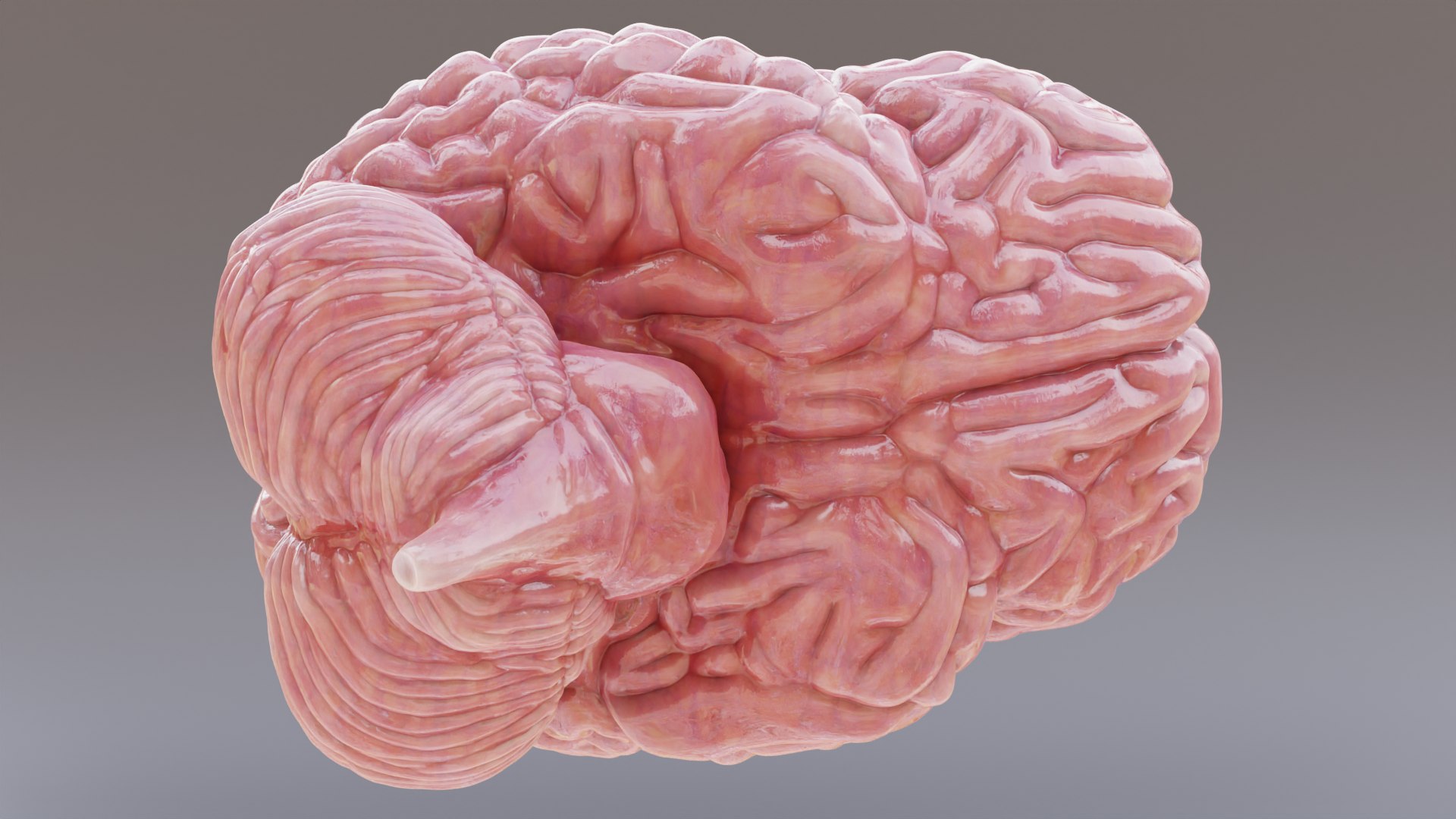 Eyes With Brain - Vison Anatomy 3D - TurboSquid 2226287
