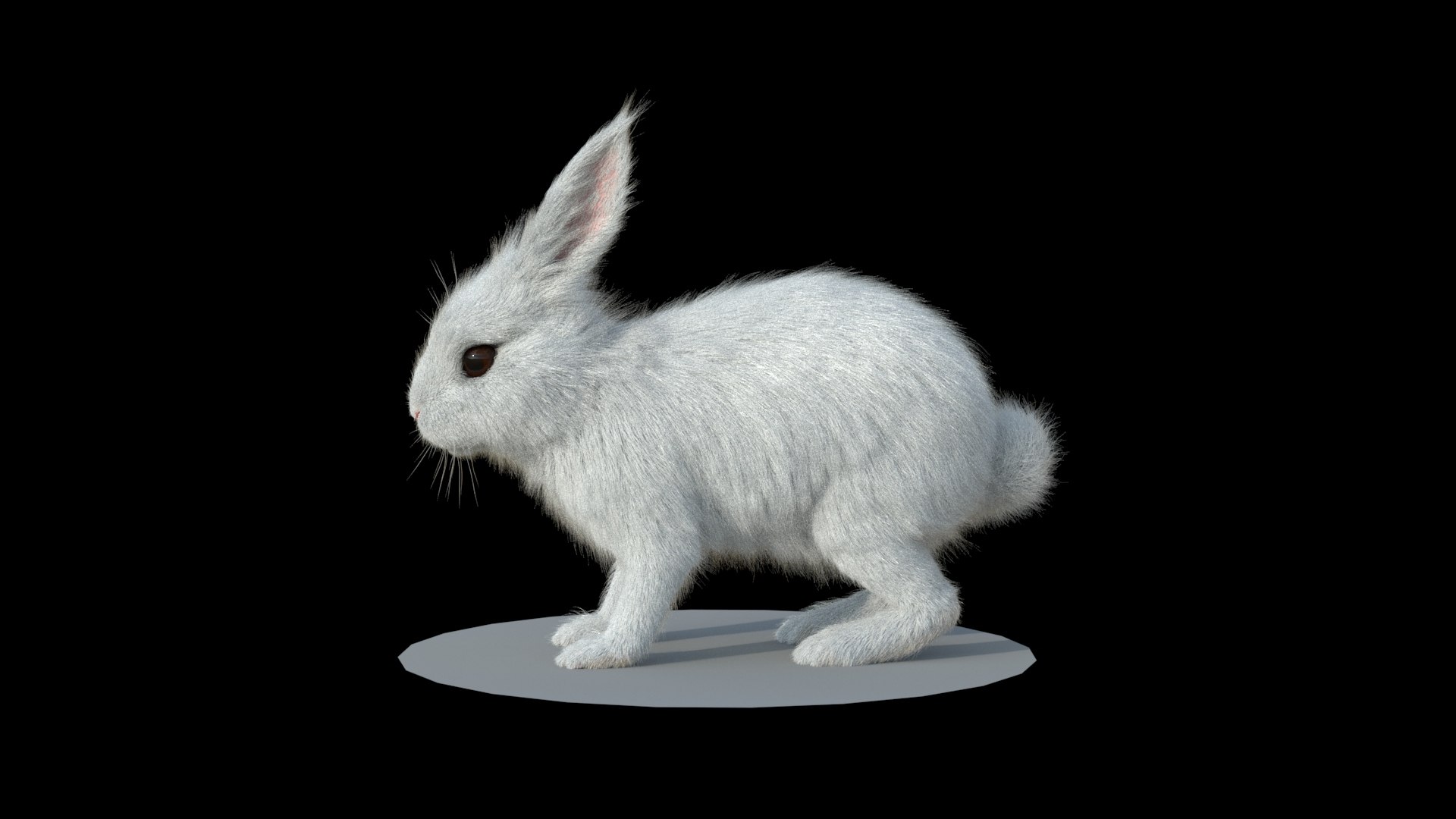 Rabbit 3D Model - TurboSquid 2156391