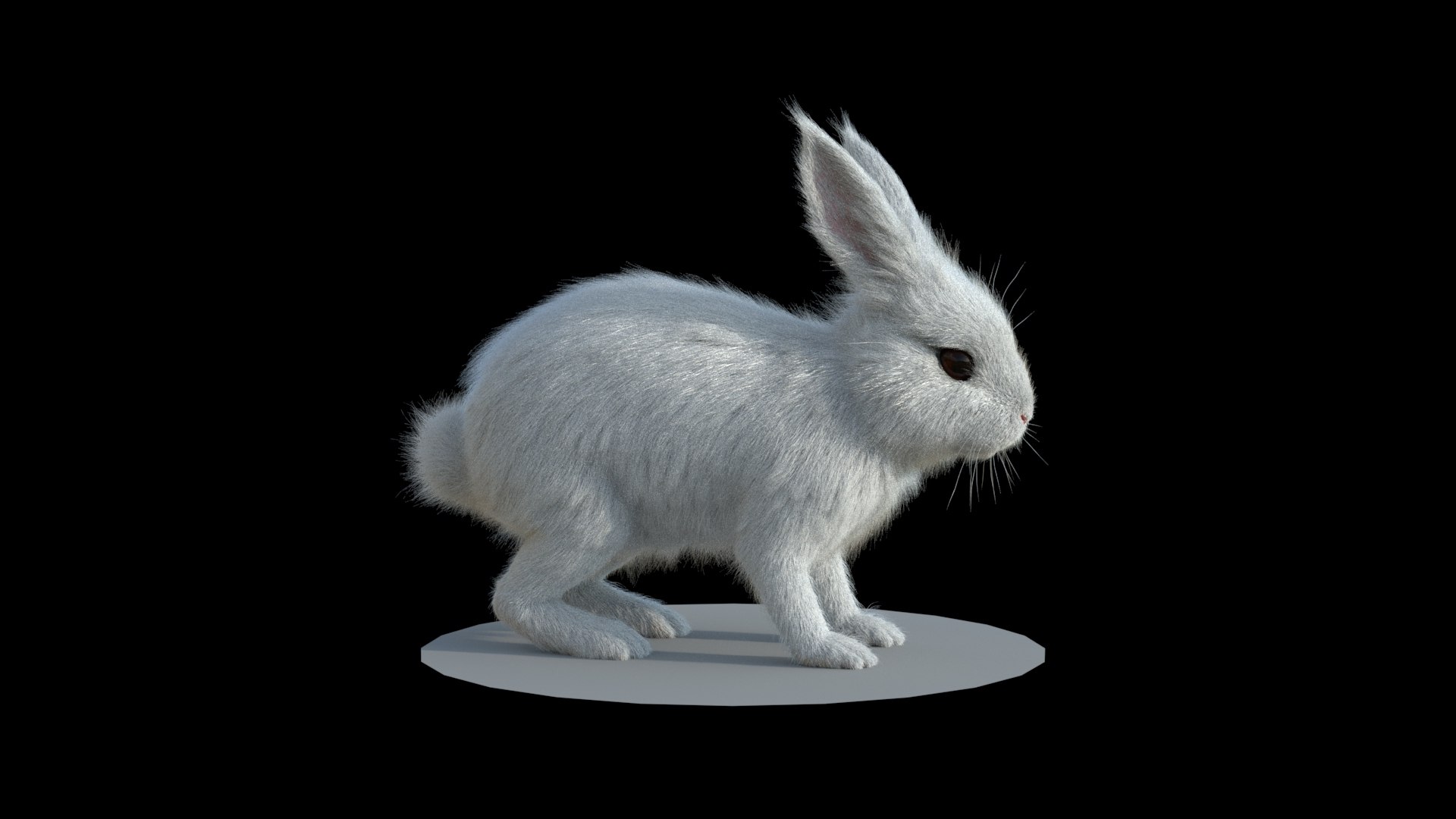 Rabbit 3D Model - TurboSquid 2156391