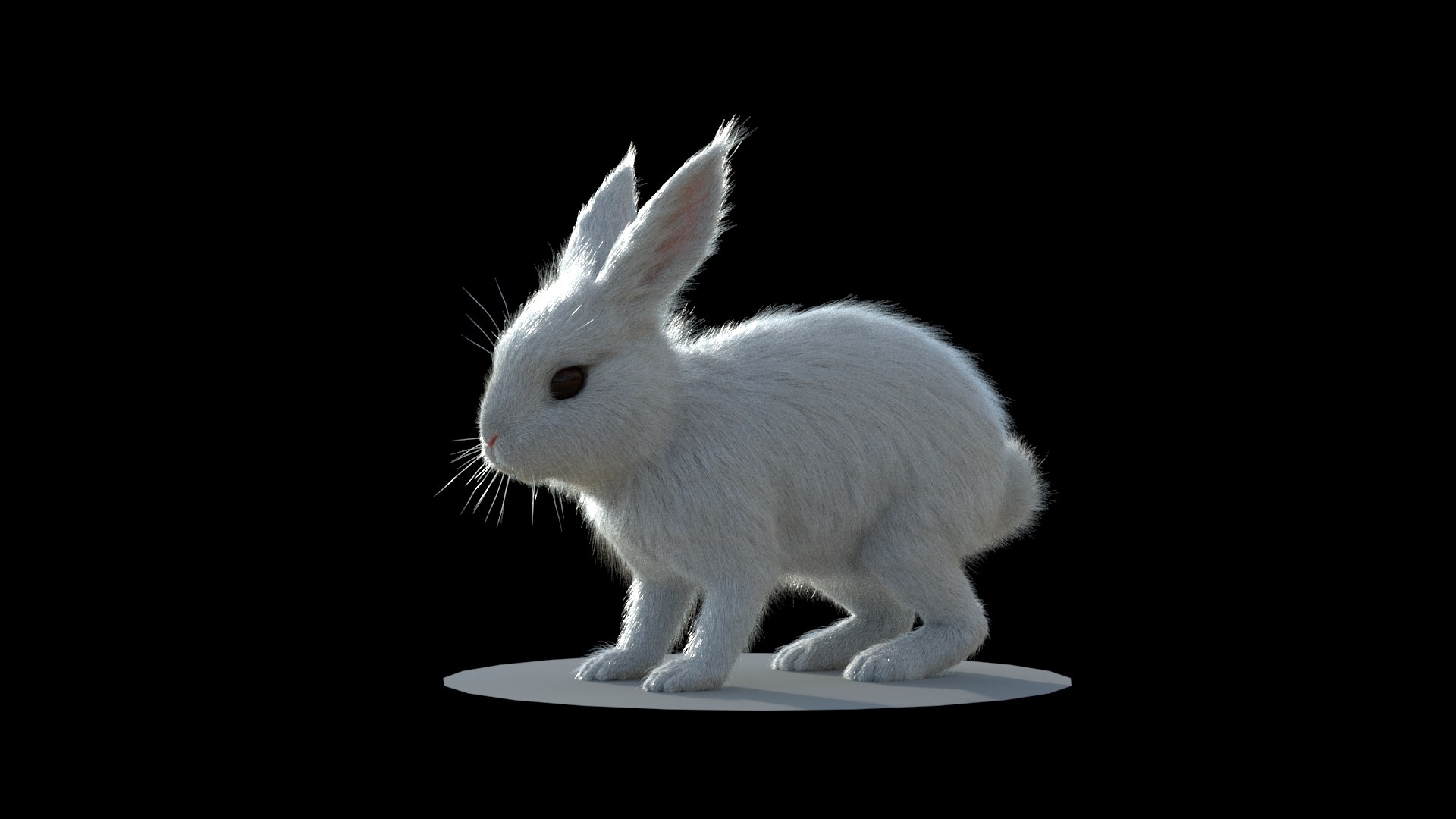 Rabbit 3D Model - TurboSquid 2156391