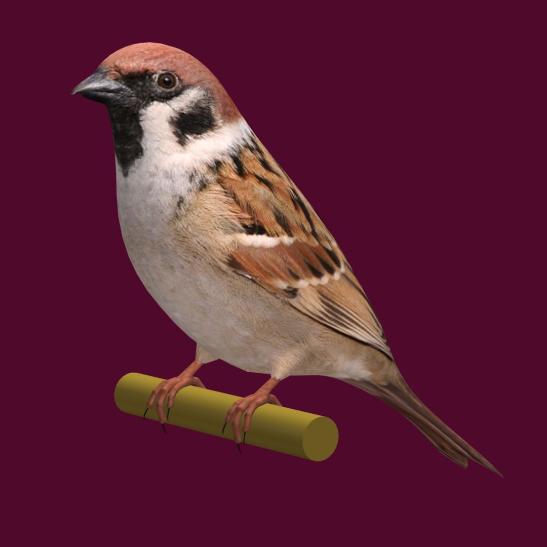 3d Model Eurasian Sparrow Ab