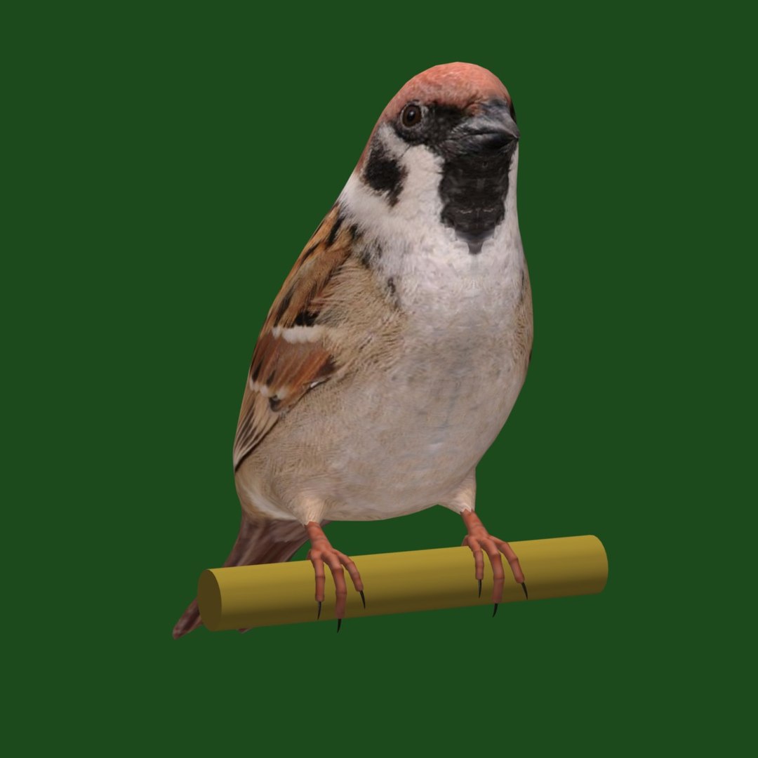 3d Model Eurasian Sparrow Ab