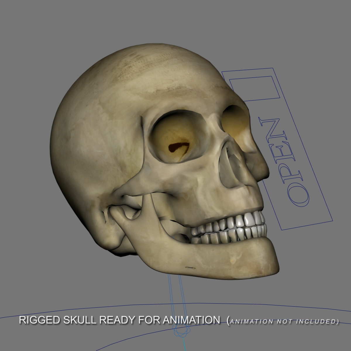 maya skull rigged