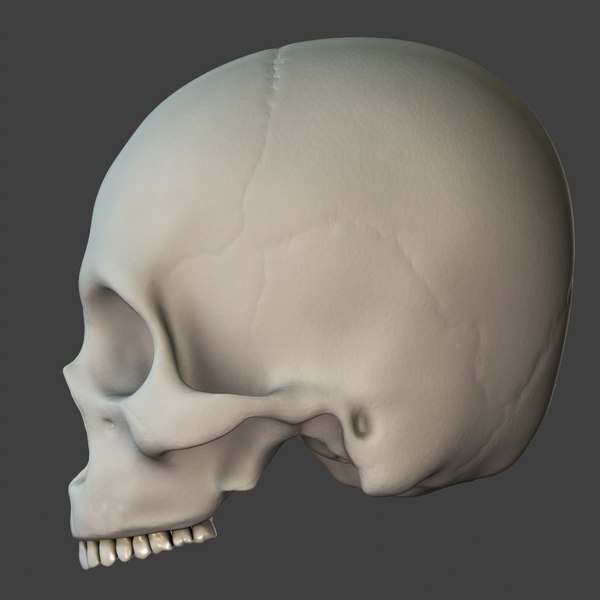 maya skull rigged