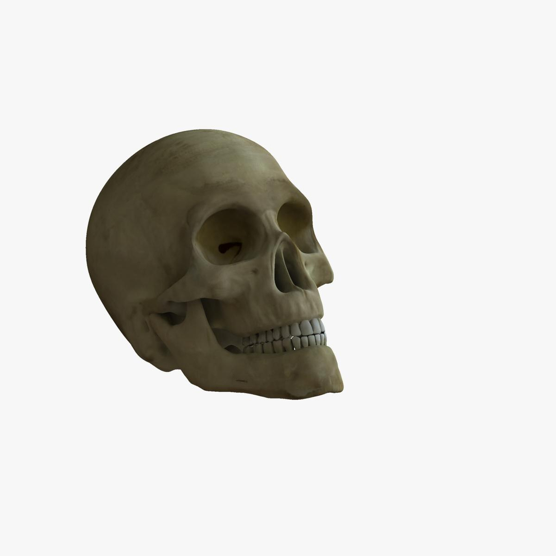 maya skull rigged