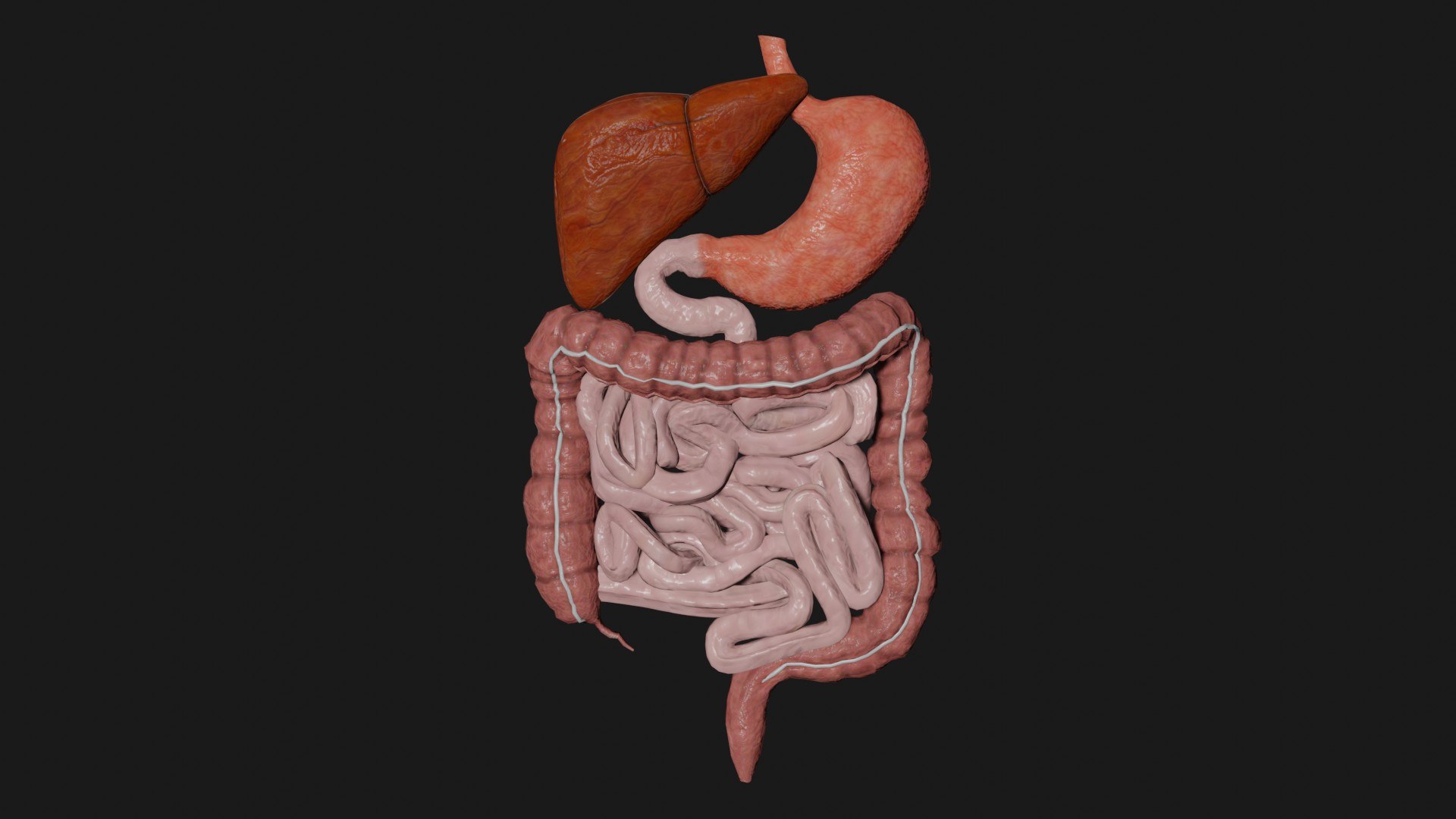 Digestive stomach liver model - TurboSquid 1673344
