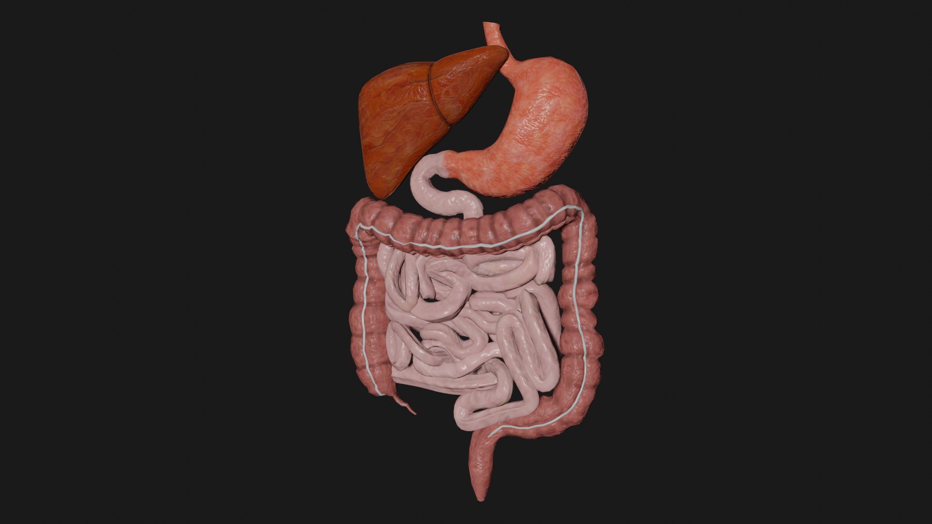 Digestive stomach liver model - TurboSquid 1673344