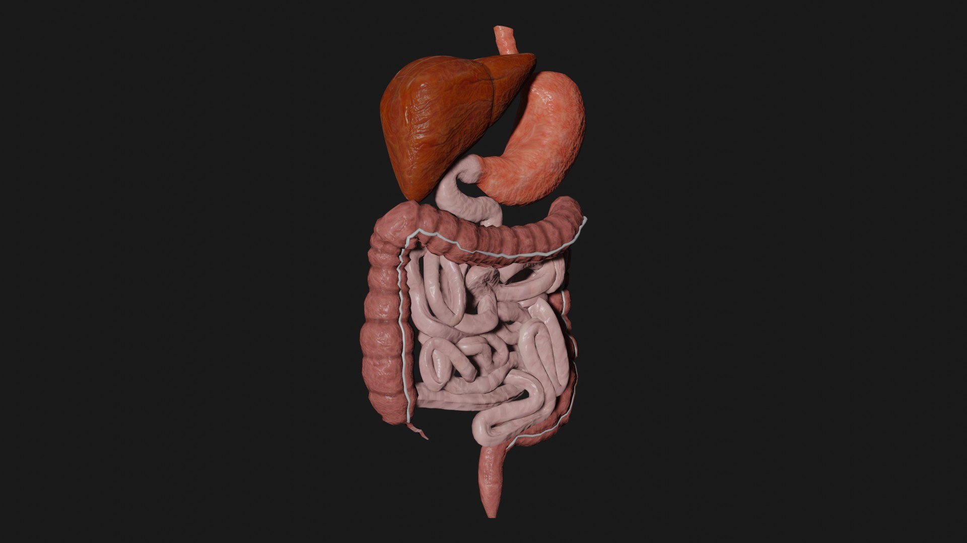 Digestive stomach liver model - TurboSquid 1673344