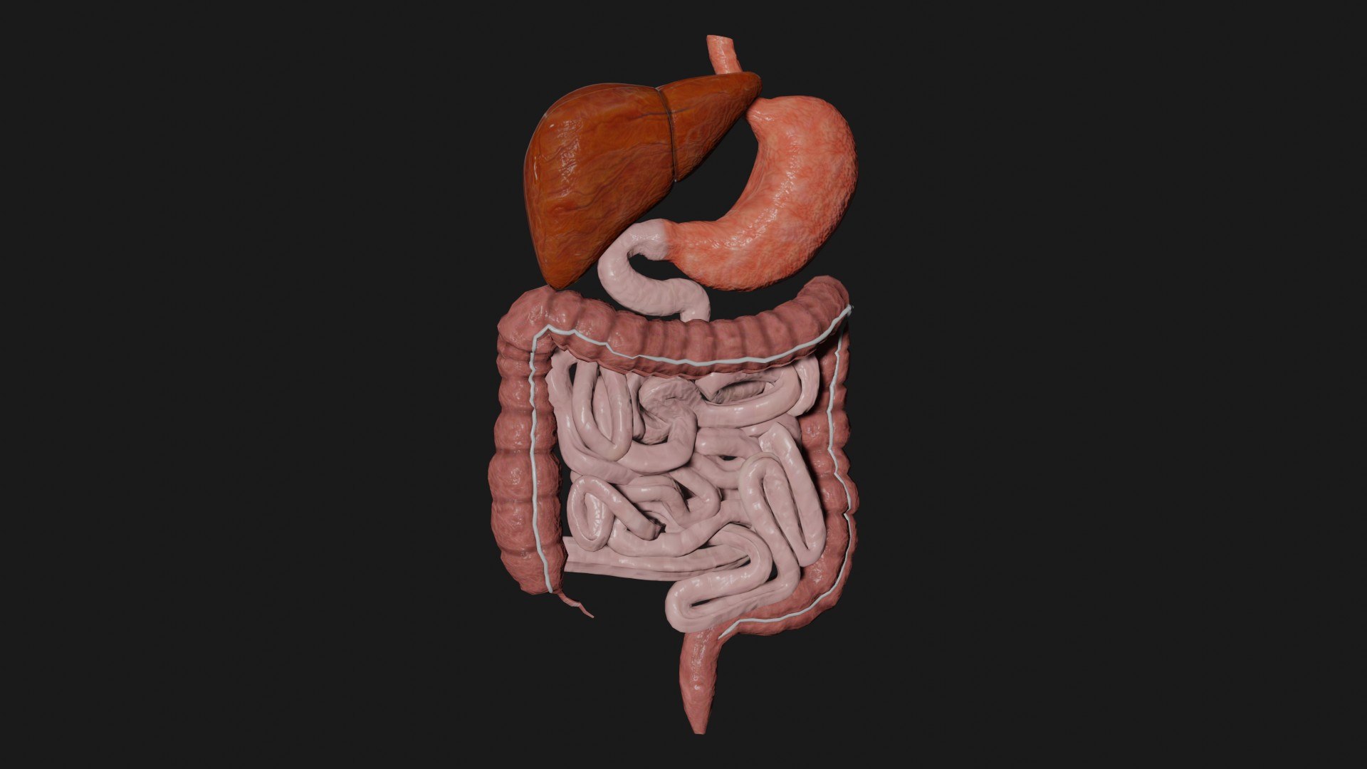 Digestive stomach liver model - TurboSquid 1673344