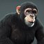 3d Model Realistic Chimp