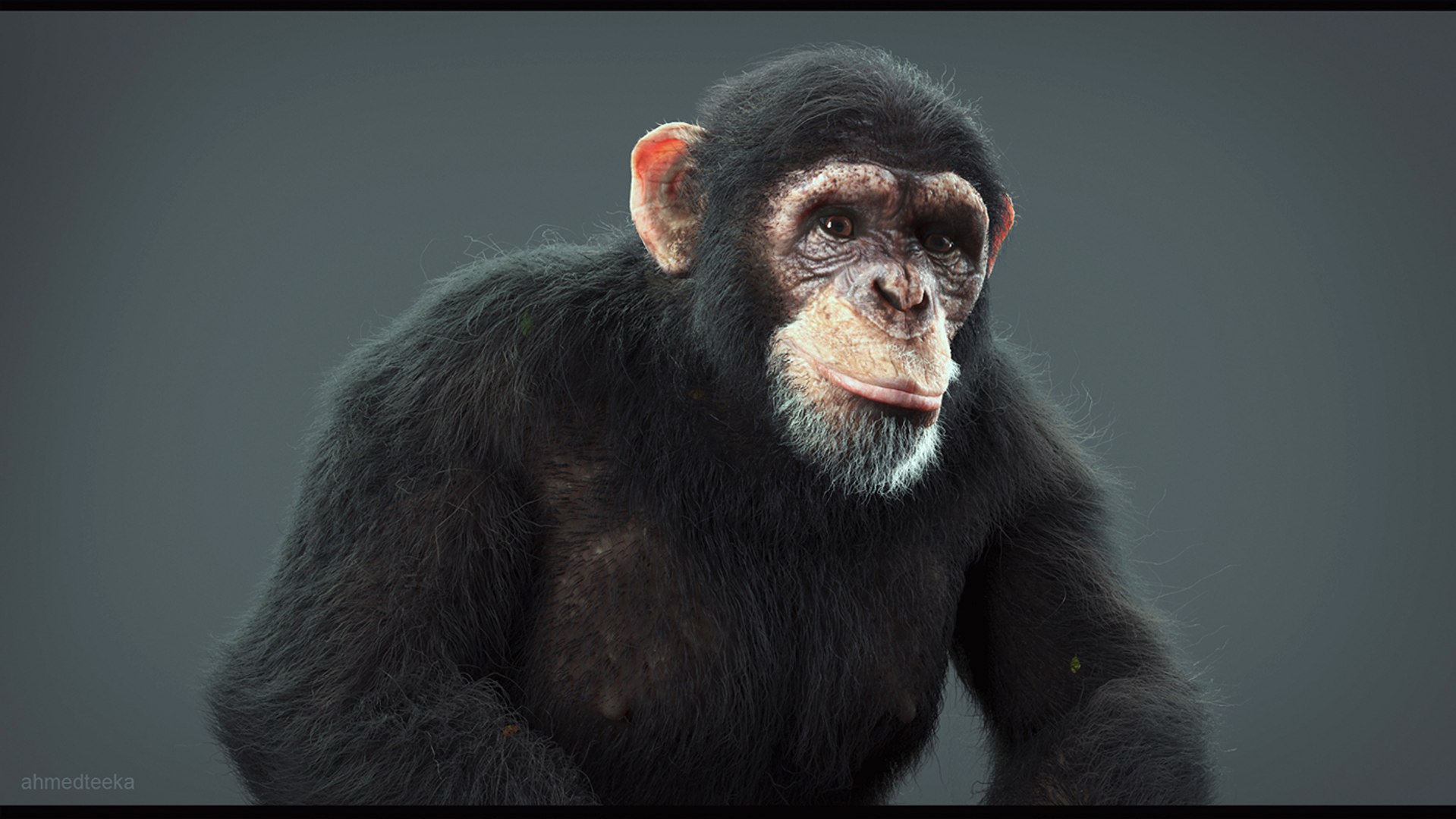 3d Model Realistic Chimp