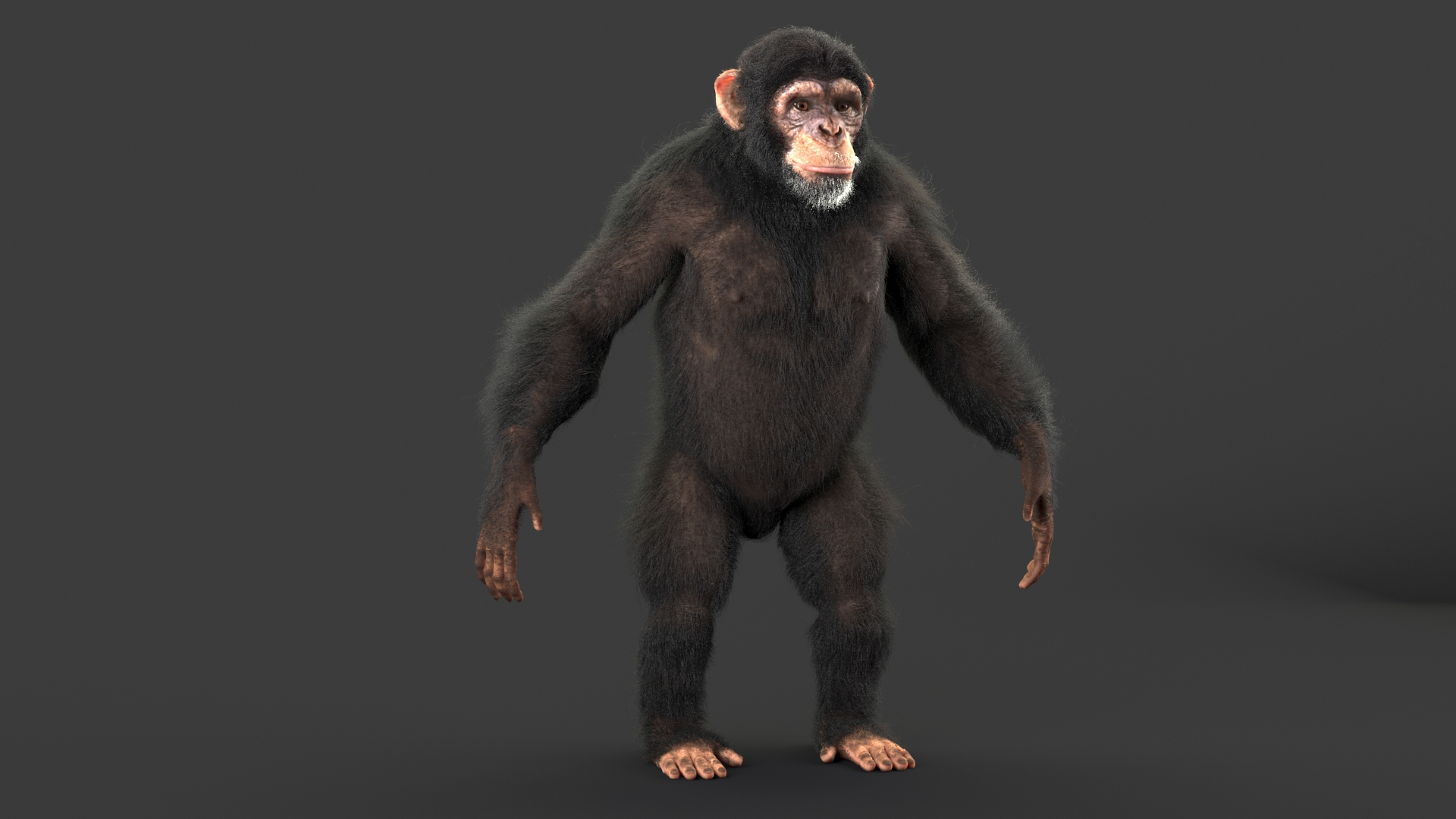 3d Model Realistic Chimp