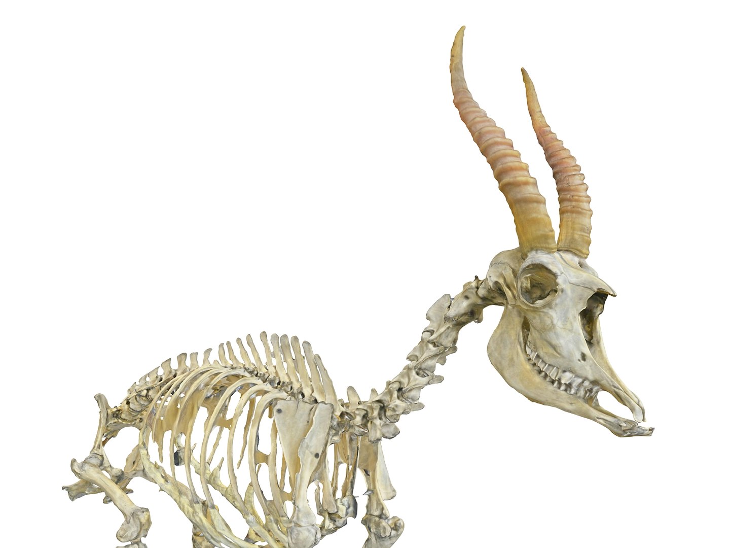 3D Goat Skeleton Hd - TurboSquid 1571237