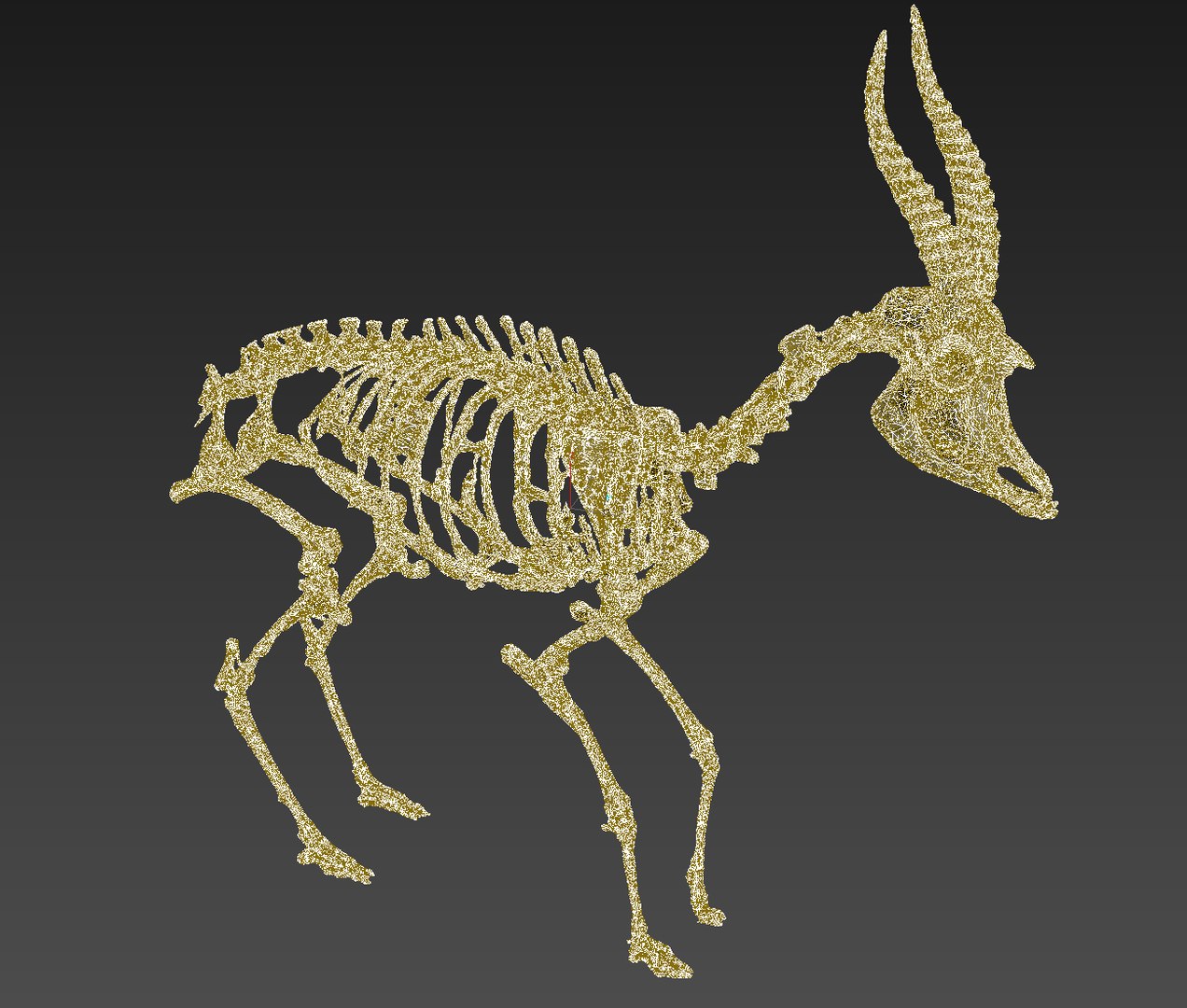 3D Goat Skeleton Hd - TurboSquid 1571237