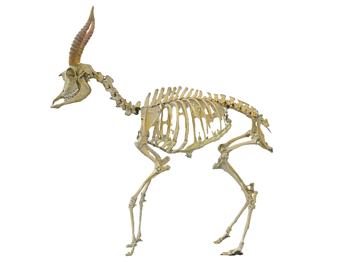 3D Goat Skeleton Hd - TurboSquid 1571237