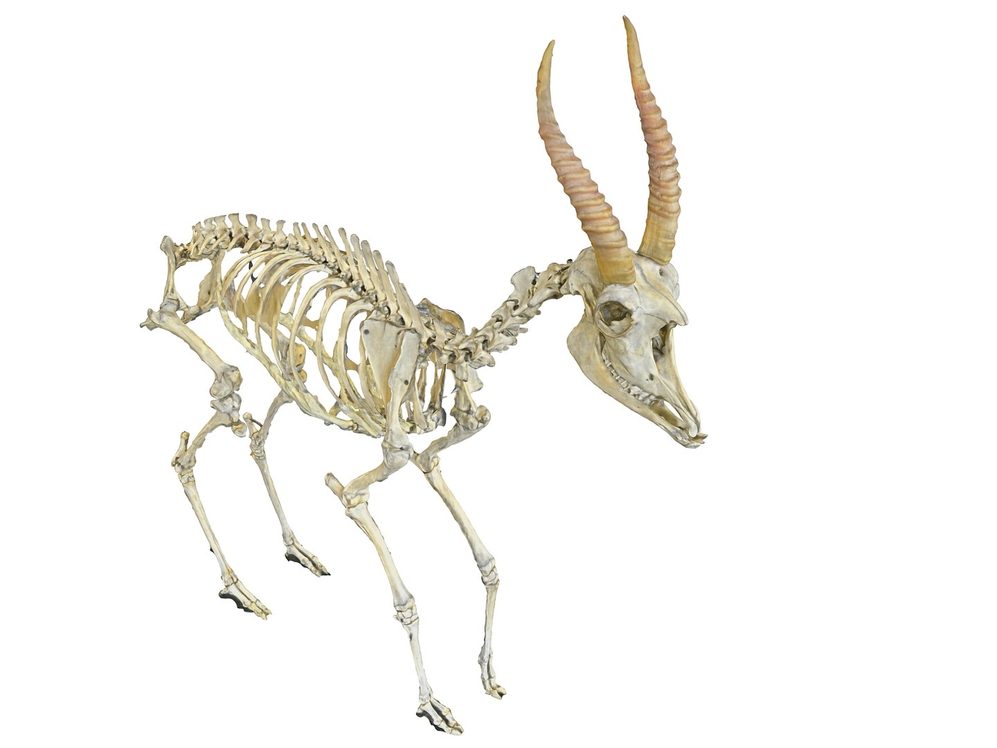 3D Goat Skeleton Hd - TurboSquid 1571237