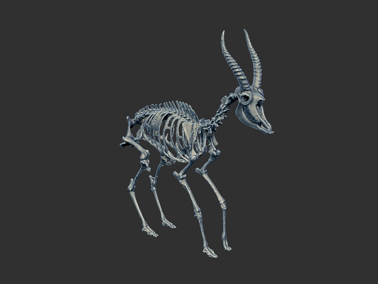 3D Goat Skeleton Hd - TurboSquid 1571237