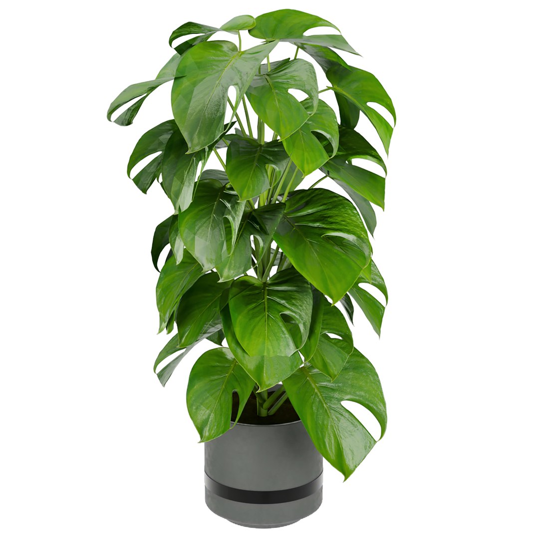 Collection Plant Vol 264 - Indoor - Monstera - 3dmodel - 3dmax 3D Model ...
