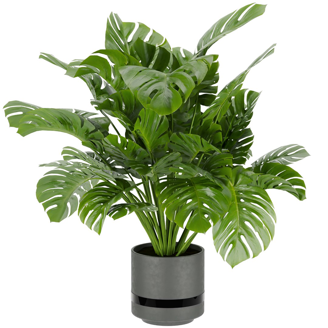 Collection Plant Vol 264 - Indoor - Monstera - 3dmodel - 3dmax 3D Model ...
