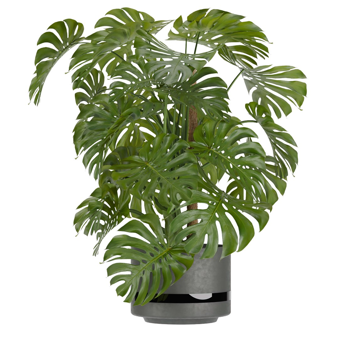 Collection Plant Vol 264 - Indoor - Monstera - 3dmodel - 3dmax 3D Model ...