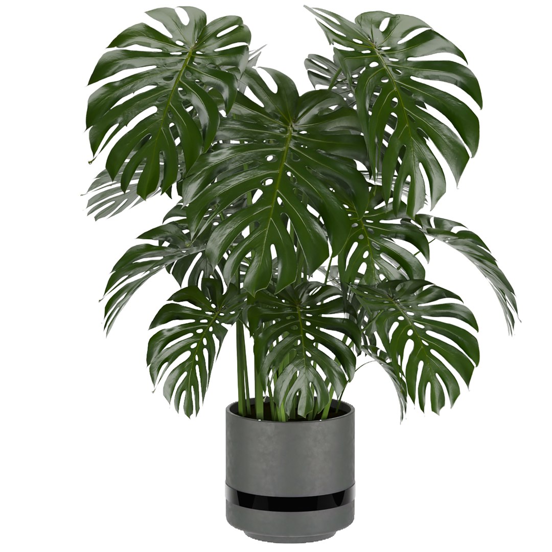 Collection Plant Vol 264 - Indoor - Monstera - 3dmodel - 3dmax 3D Model ...