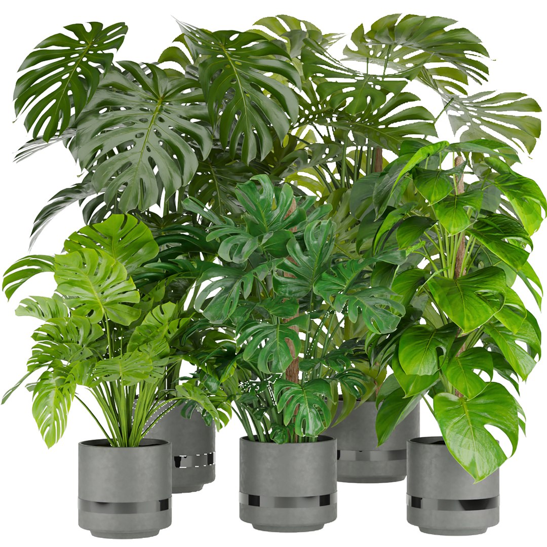 Collection Plant Vol 264 - Indoor - Monstera - 3dmodel - 3dmax 3D Model ...