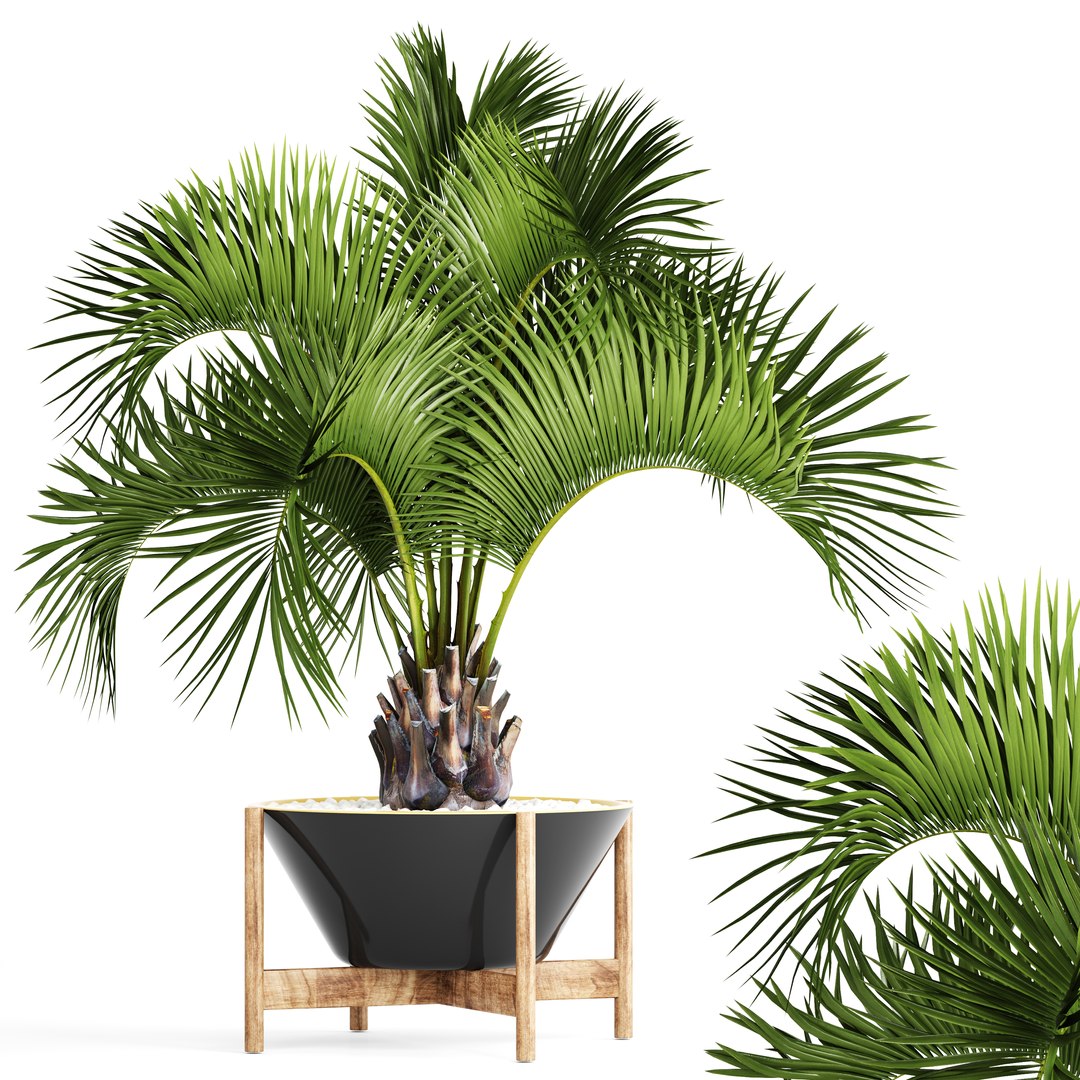 3D Palms Model - TurboSquid 1187894