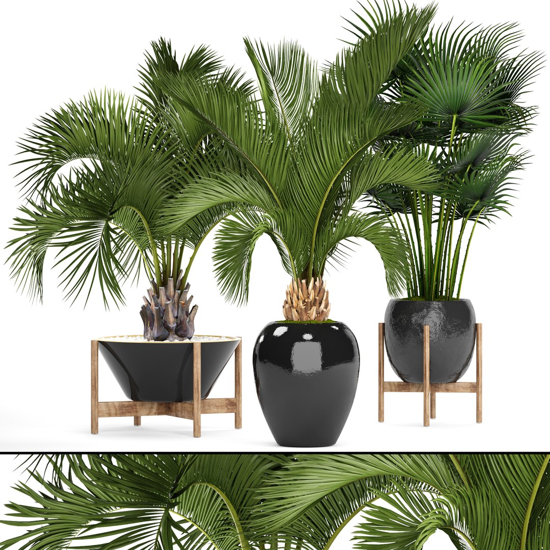 3D Palms Model - TurboSquid 1187894
