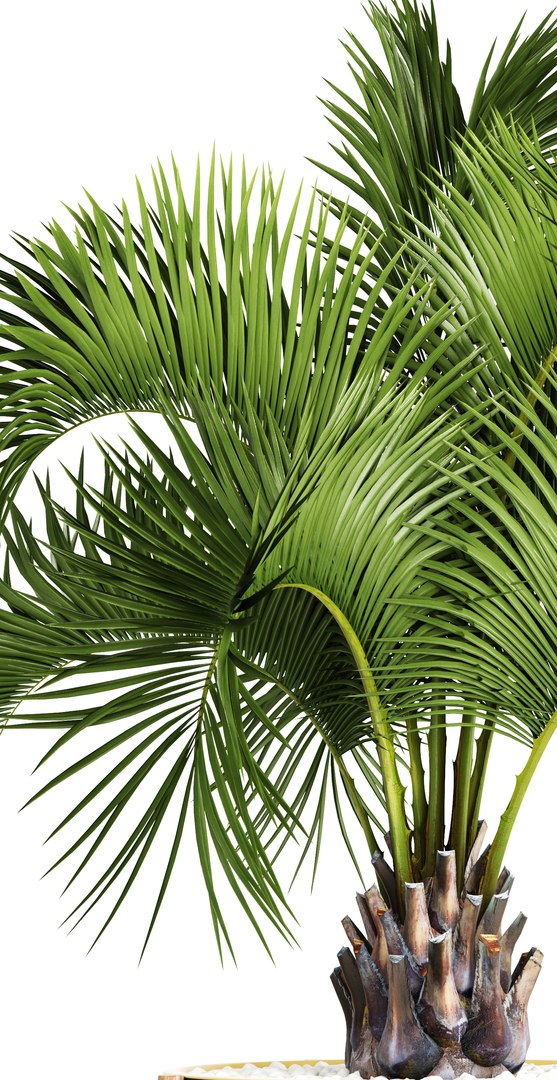 3D Palms Model - TurboSquid 1187894