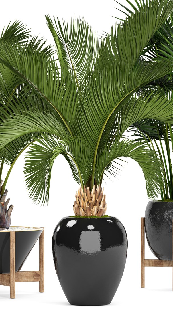 3D Palms Model - TurboSquid 1187894