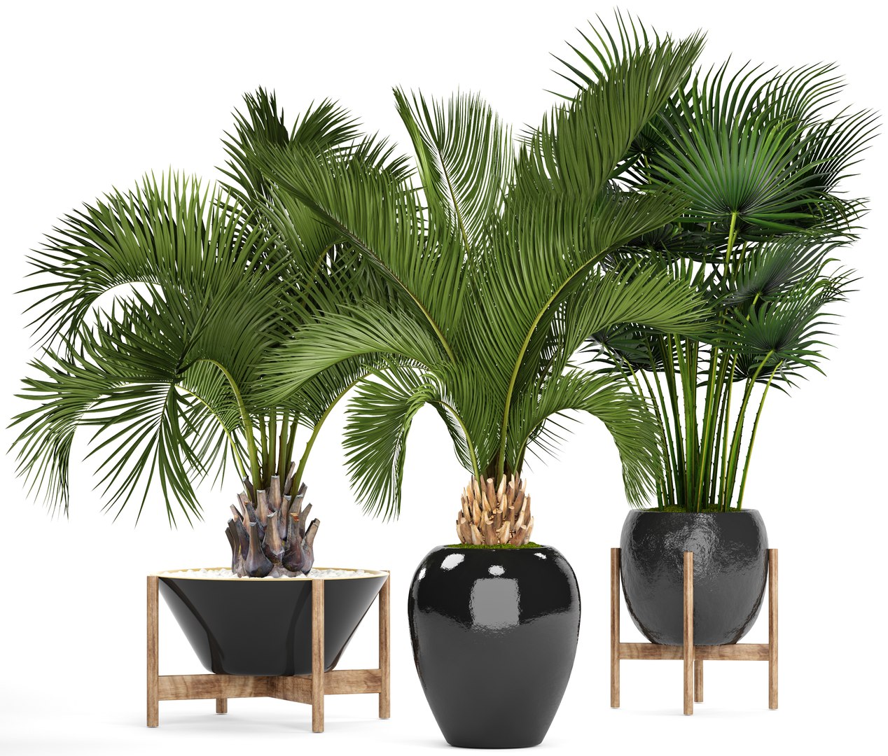 3D Palms Model - TurboSquid 1187894
