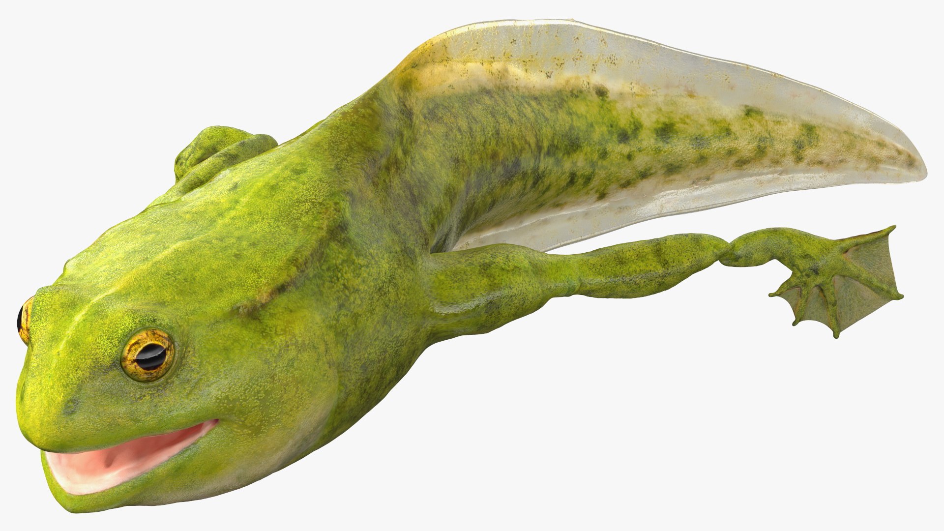 Tadpole With Legs Clipart