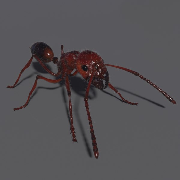 Ant 3D Models for Download | TurboSquid