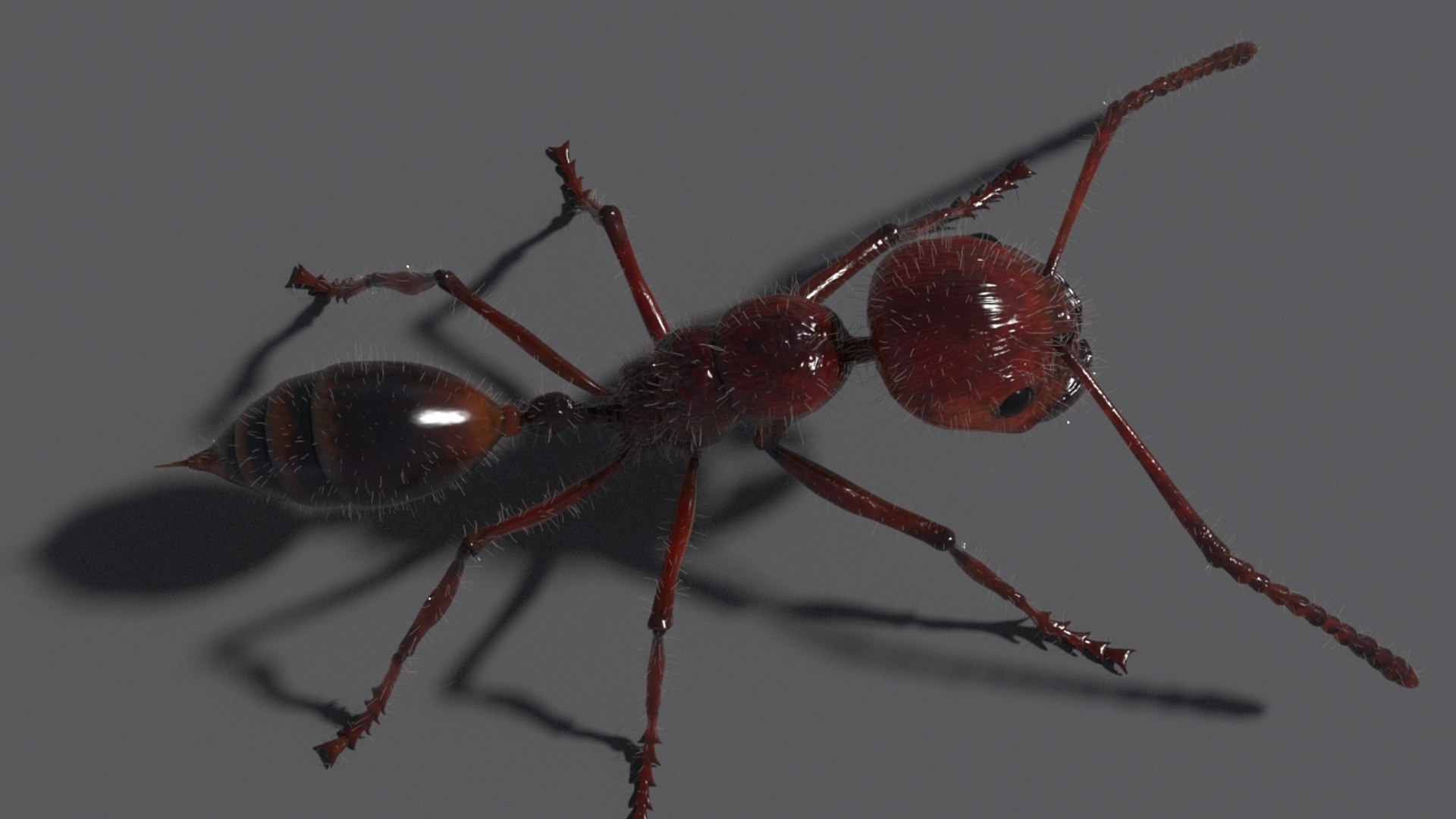Ant Rig 3D Model - TurboSquid 1368279