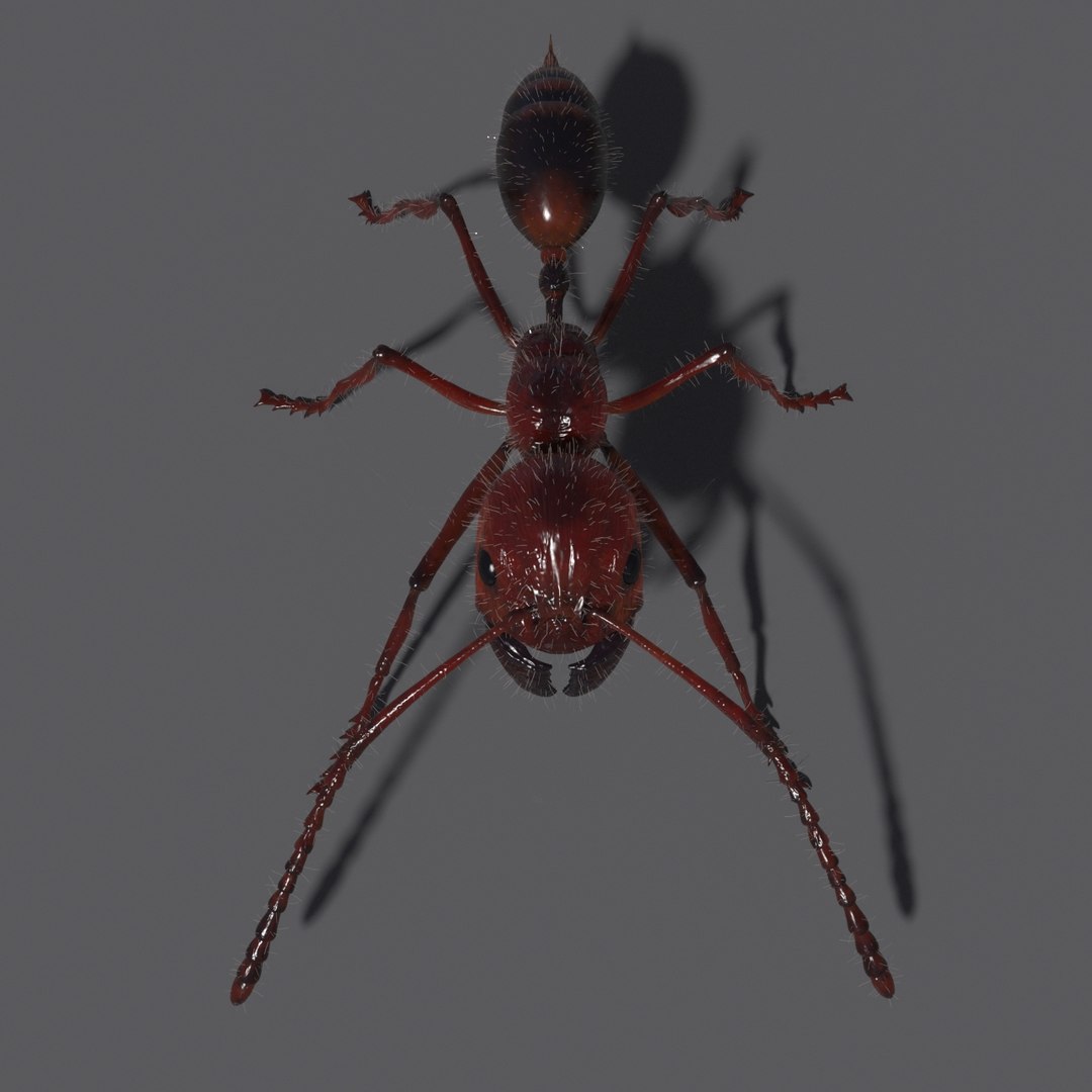 Ant Rig 3D Model - TurboSquid 1368279