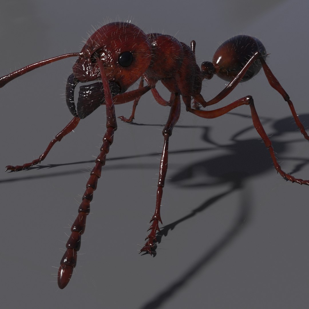 Ant Rig 3D Model - TurboSquid 1368279